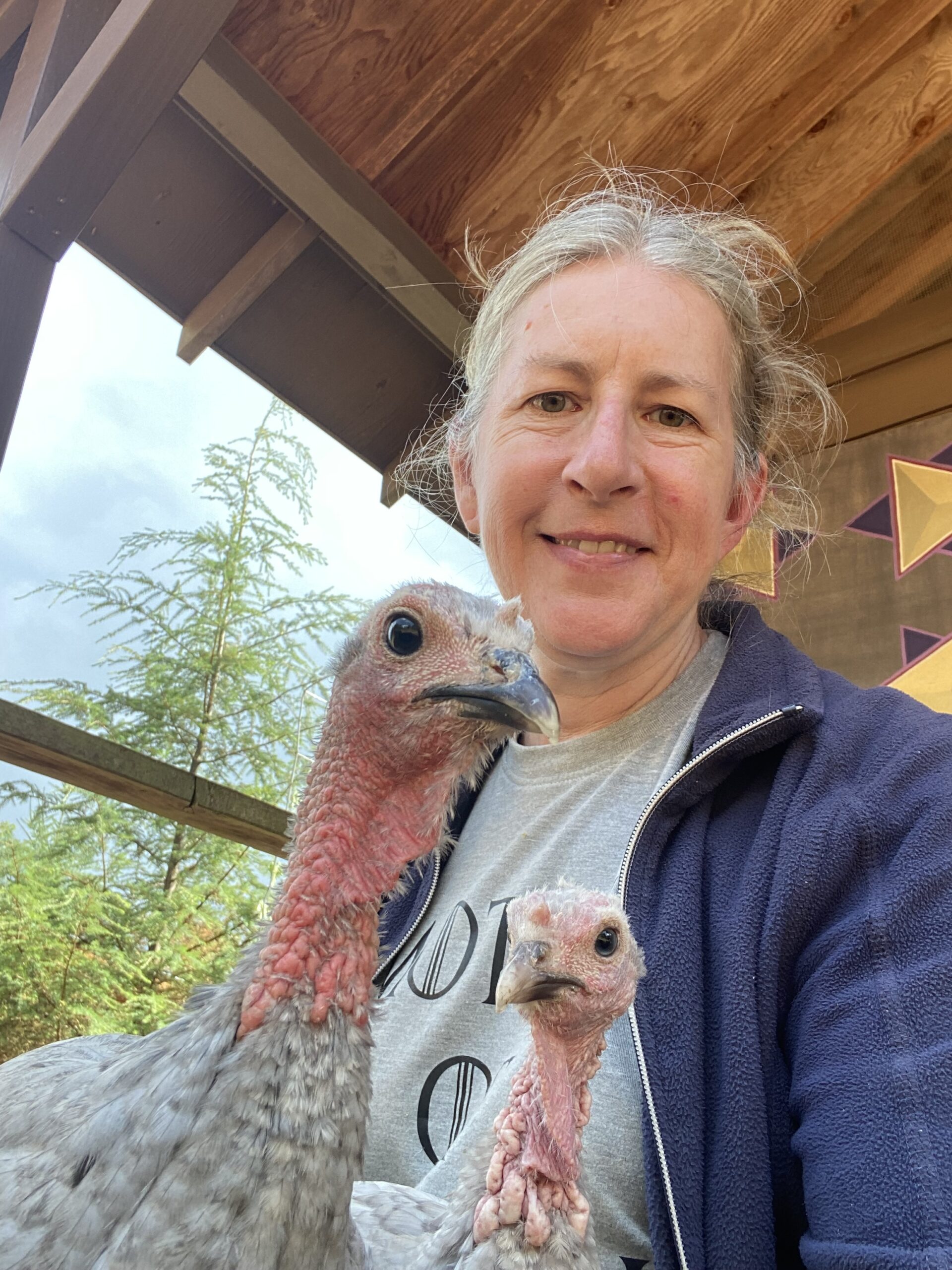 Raising Turkeys on Pasture - Backyard Poultry